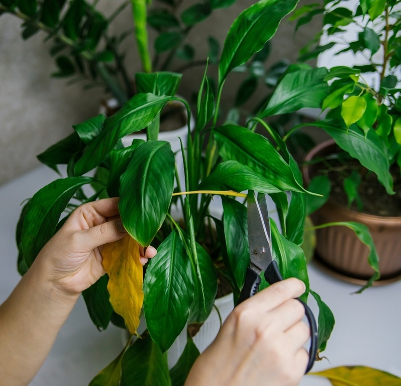 Pruning houseplants: All you need to know - Tendercare