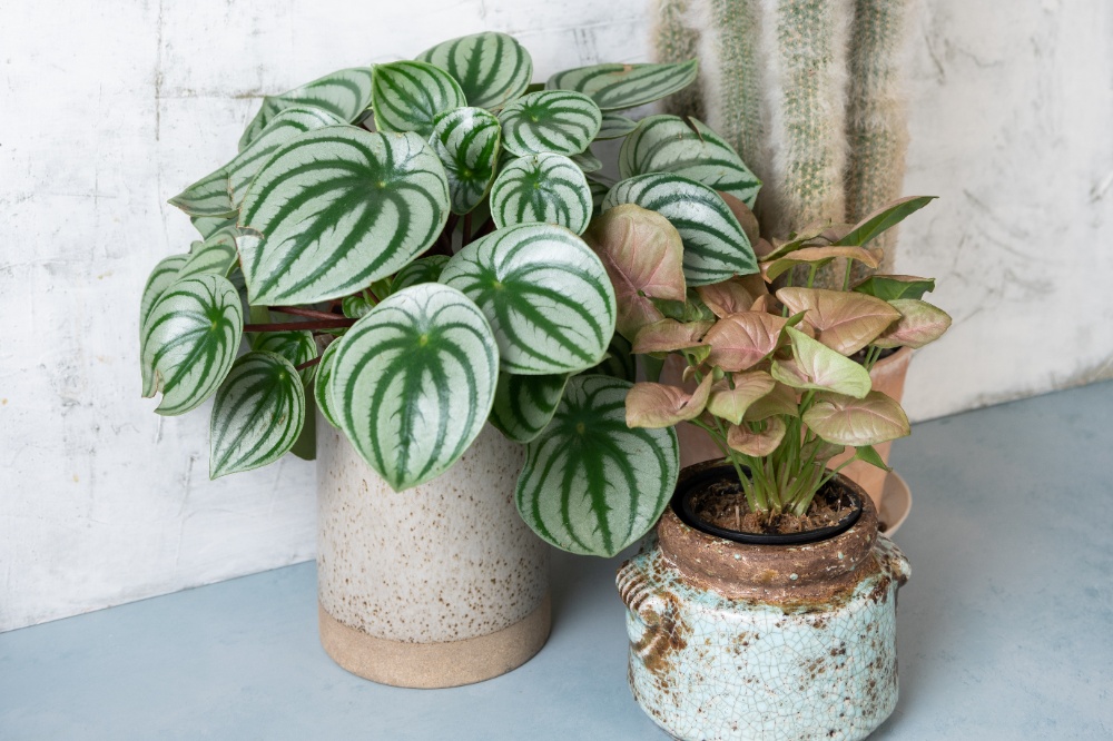Top 5 rare and unusual houseplants - Tendercare