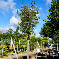 Mature Evergreen Standard Trees - Tendercare