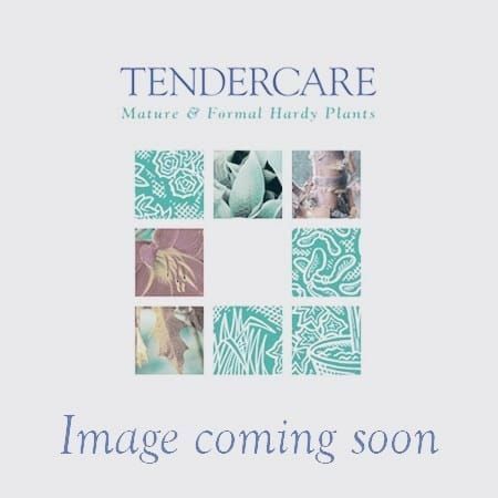 Calanthe discolor - Tendercare