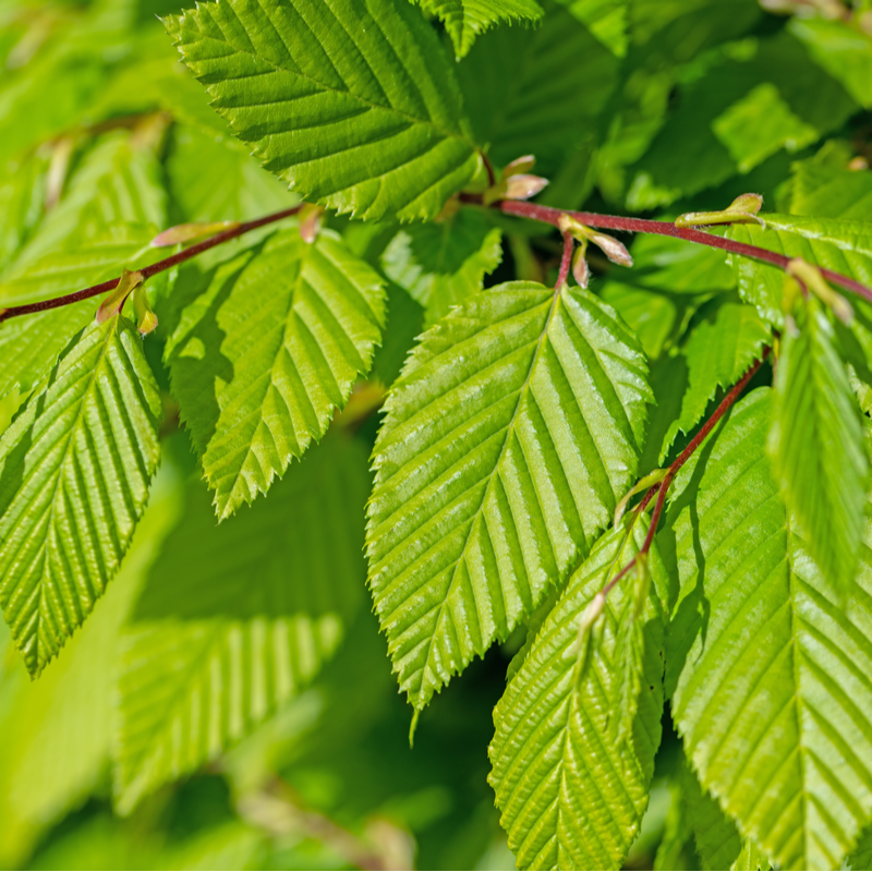 Carpinus betulus - Tendercare