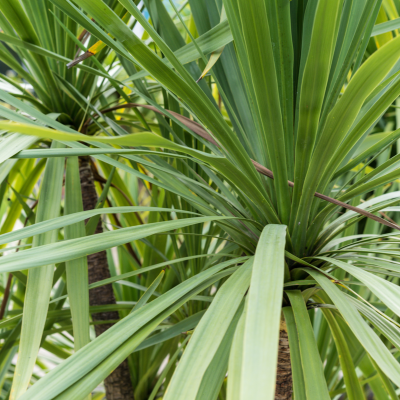 Cordyline Indivisa Berwintern