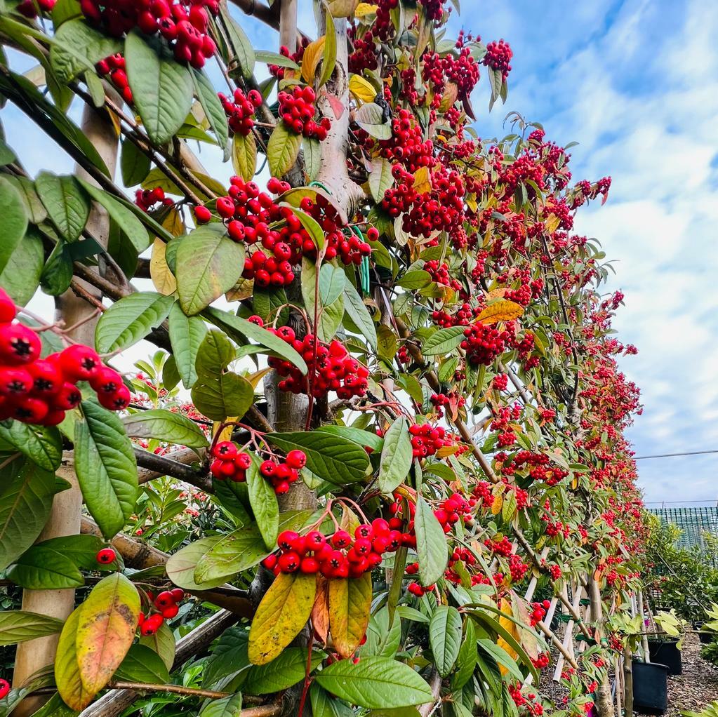 Cotoneaster Tree