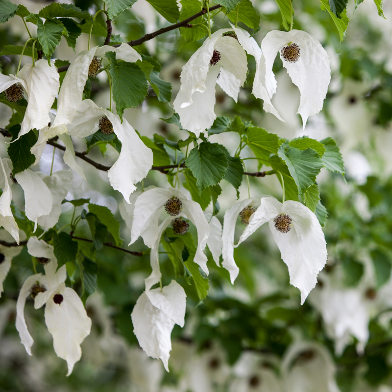 Davidia involucrata - Tendercare