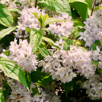 Ornamental Shrubs - Tendercare