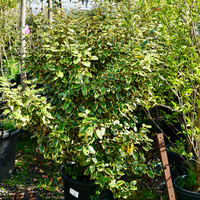 Ornamental Shrubs - Tendercare