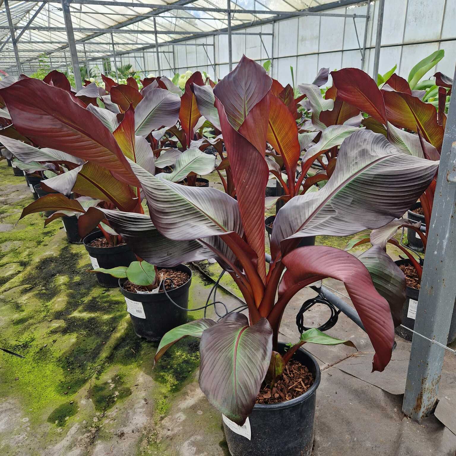Ensete ventricosum Maurelii - Tendercare