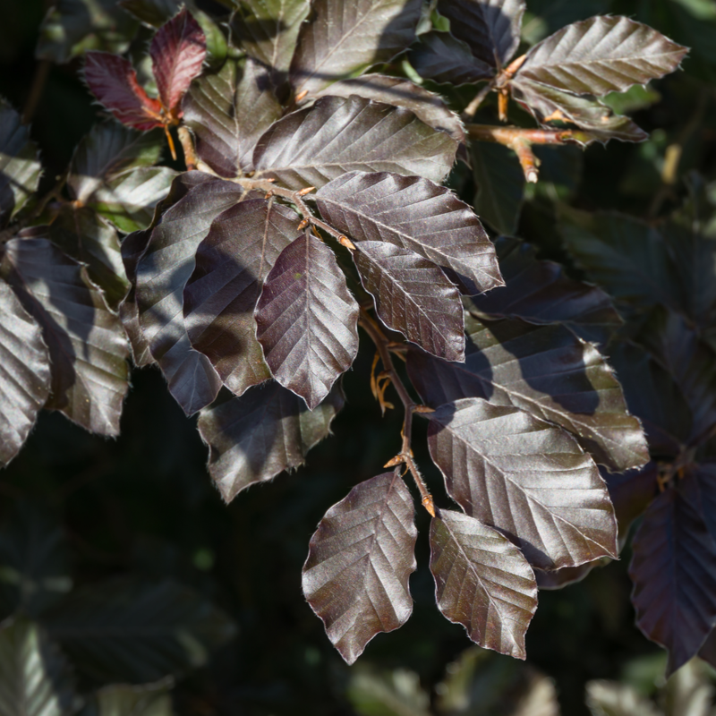 Fagus sylvatica Atropurpurea - Tendercare