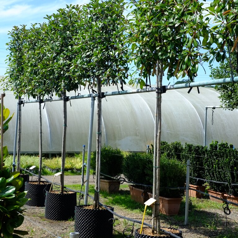 Garden Pleached Trees - Tendercare