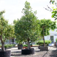 Mature Evergreen Standard Trees - Tendercare