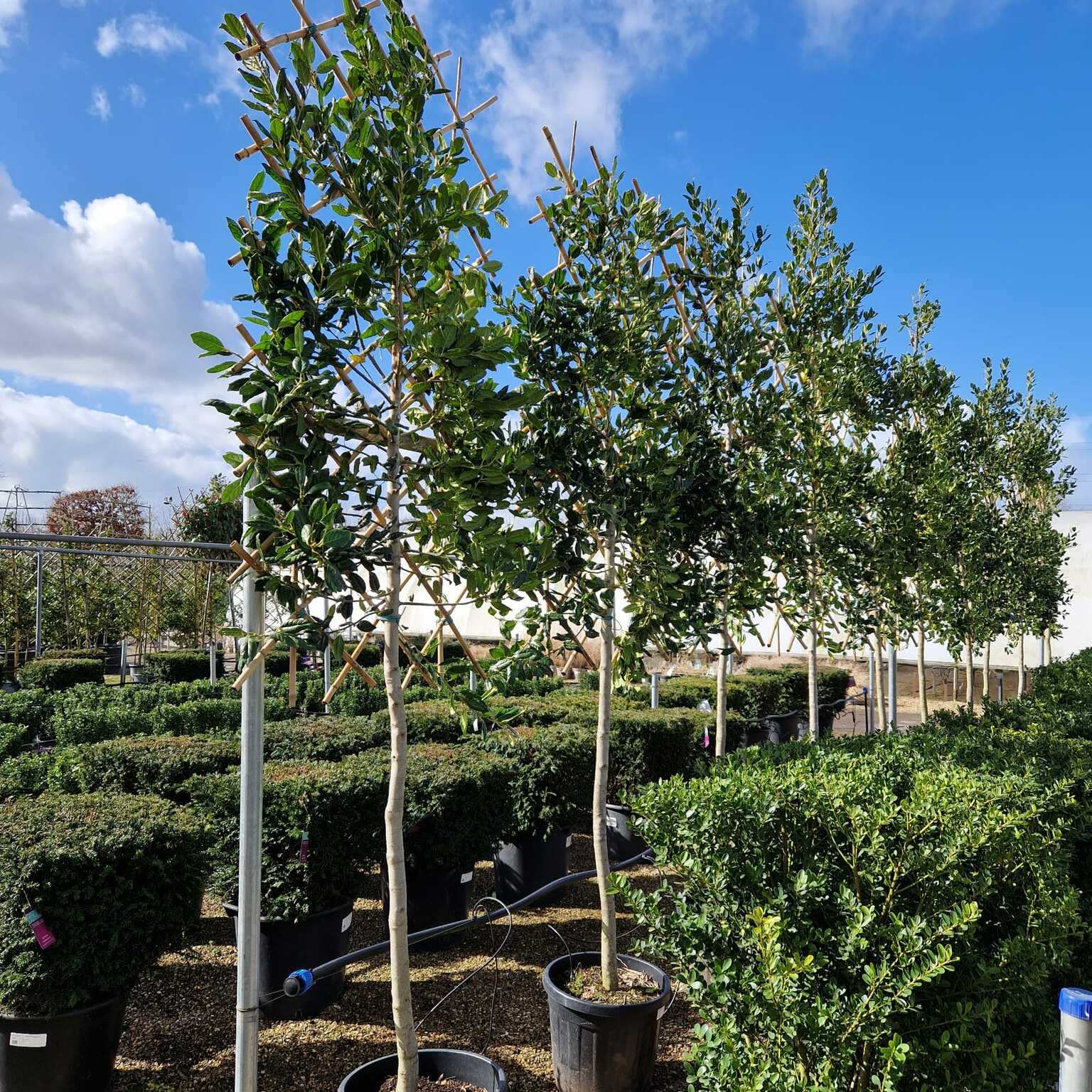 Ilex Nellie R Stevens - Tendercare