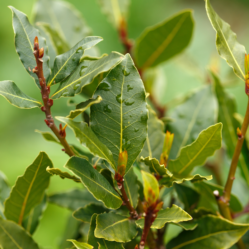 Laurus nobilis - Tendercare