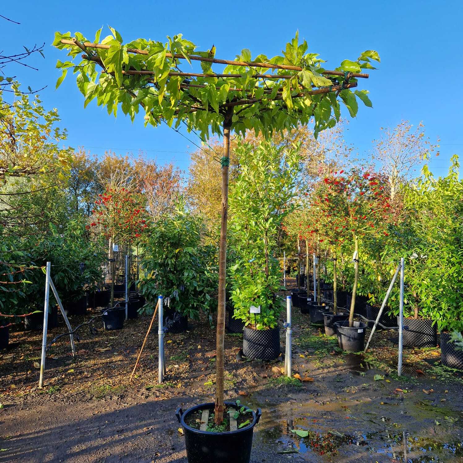 Morus platanifolia Fruitless - Tendercare