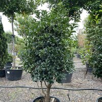 Garden Evergreen Multi-Stem Trees - Tendercare