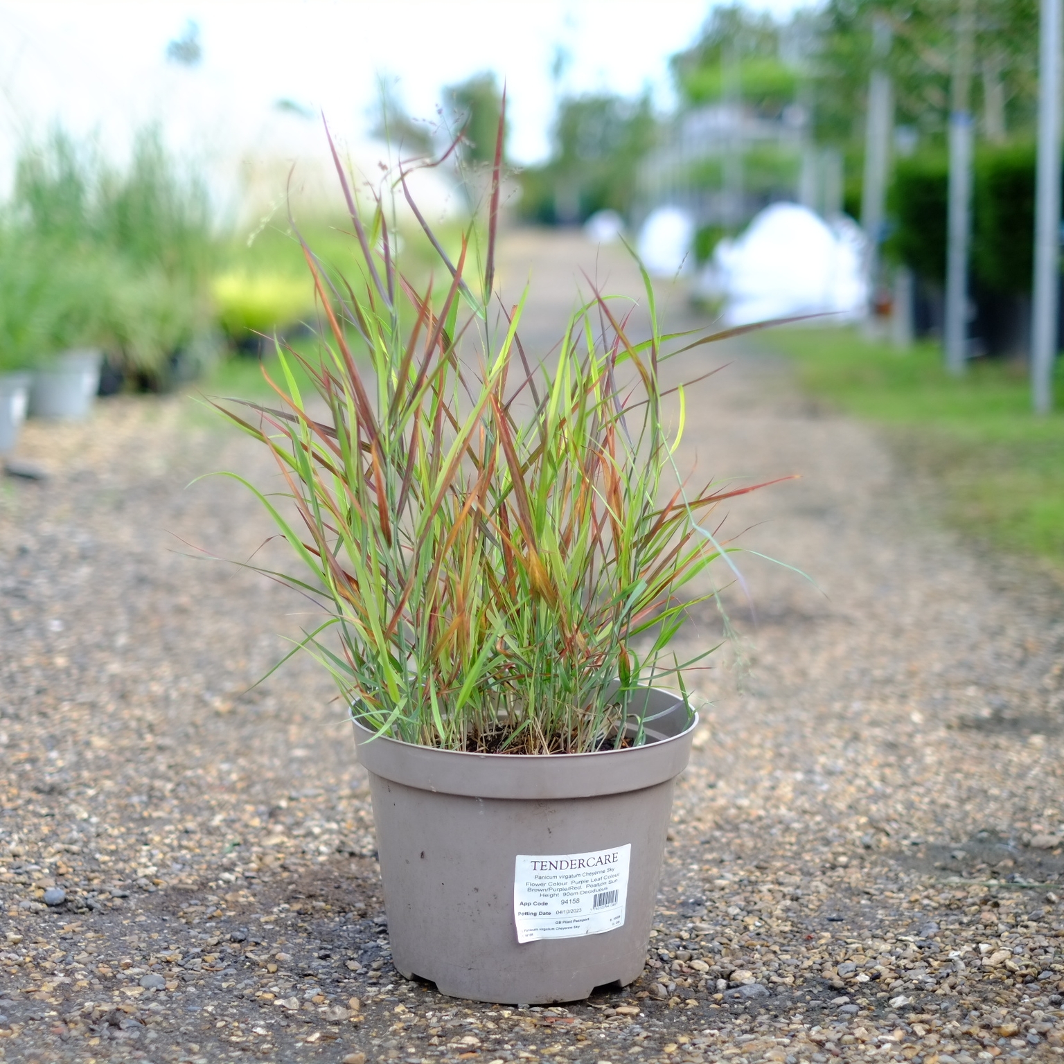 Panicum virgatum Cheyenne Sky - Tendercare
