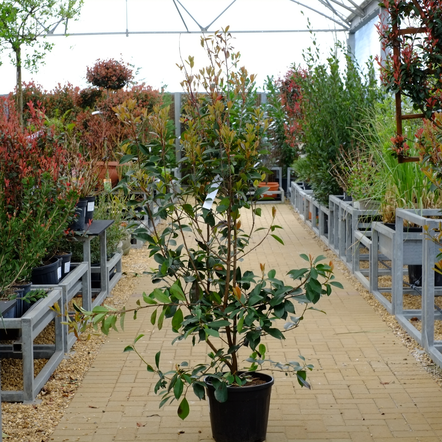Photinia x fra. Red Robin - Tendercare