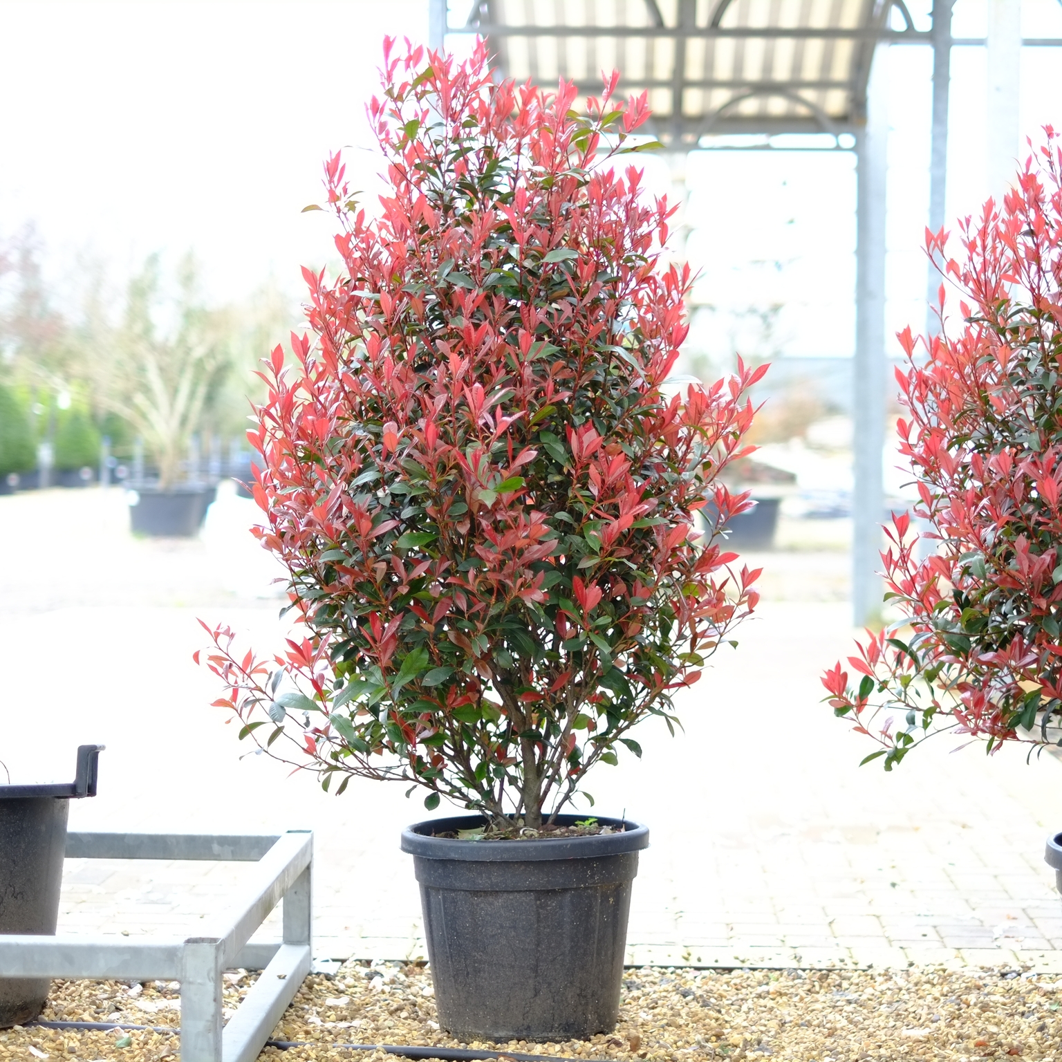 Photinia x fra. Robusta compacta - Tendercare