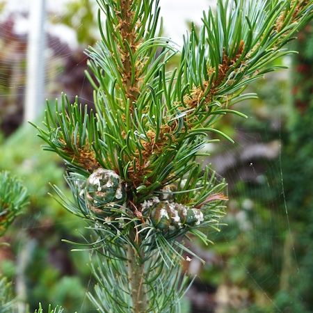 Pinus parviflora Blue Giant - Tendercare