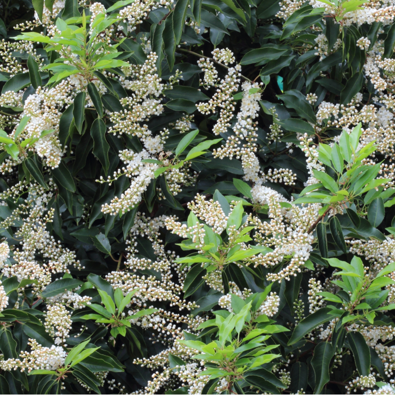 Prunus lusitanica Angustifolia - Tendercare