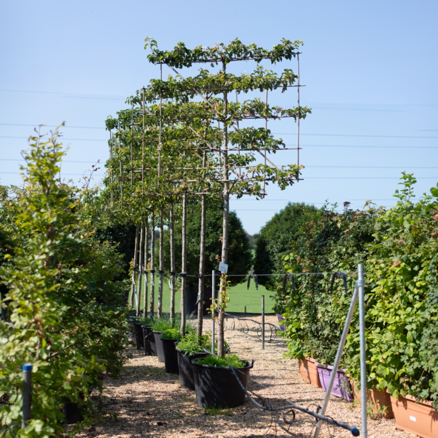 Pyrus Calleryana Chanticleer Pleached