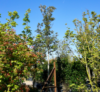 Mature Evergreen Standard Trees - Tendercare