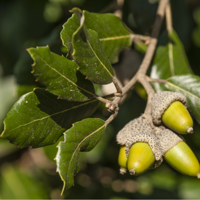 Quercus ilex - Tendercare