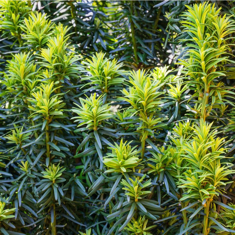 Taxus baccata fastigiata Aurea - Tendercare