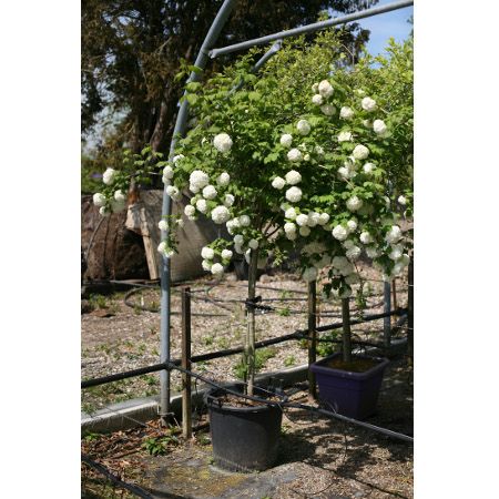 Snowball Tree Viburnum Opulus