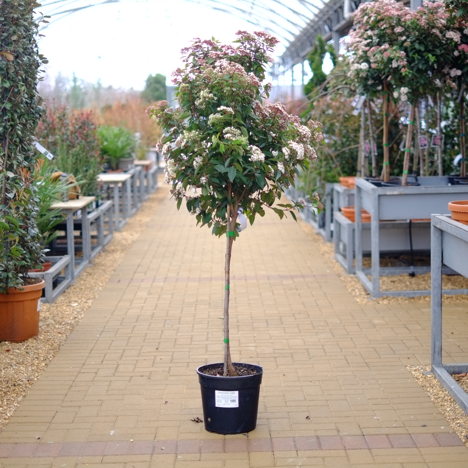 Viburnum tinus Eve Price - Tendercare